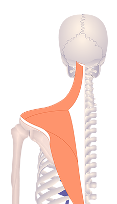 Trapezius muscle: attachments, actions and innervation | GetBodySmart