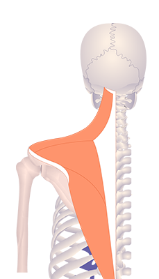 Trapezius muscle: attachments, actions and innervation | GetBodySmart