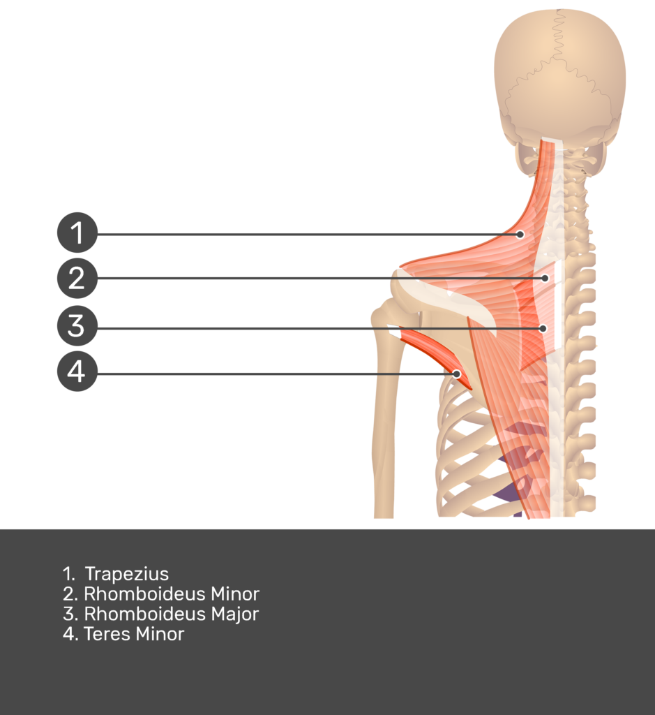 Trapezius Muscle Origin And Insertion OrthoFixar Trapezius Muscle