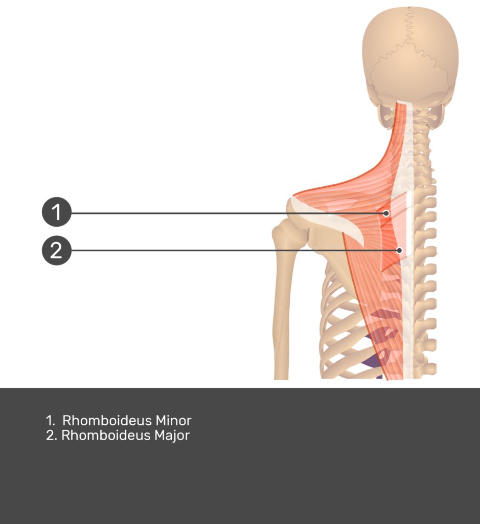 Upper Trapezius Muscle