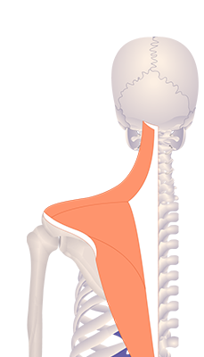 Trapezius muscle: attachments, actions and innervation | GetBodySmart