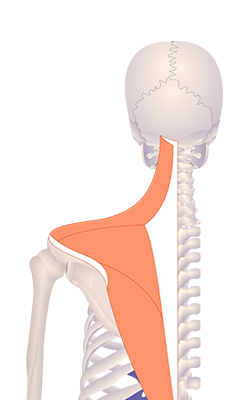 Trapezius muscle: attachments, actions and innervation | GetBodySmart