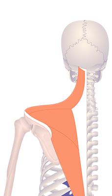 Trapezius muscle: attachments, actions and innervation | GetBodySmart