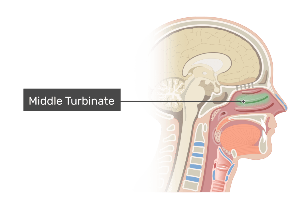 Nasal Turbinates Anatomy Ear Nose And Throat Before, During And