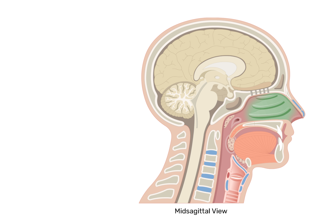 Turbinate Bones (Nasal Conchae): anatomy and diagram | GetBodySmart