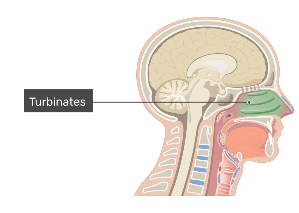 Nasal Concha Anatomy Britannicacom Nasal Conchae: Anatomy, Structure