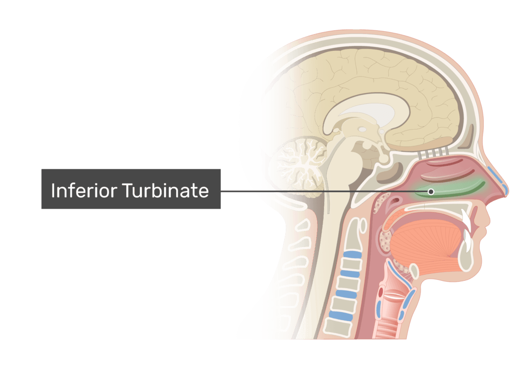 Nasal Turbinates Anatomy