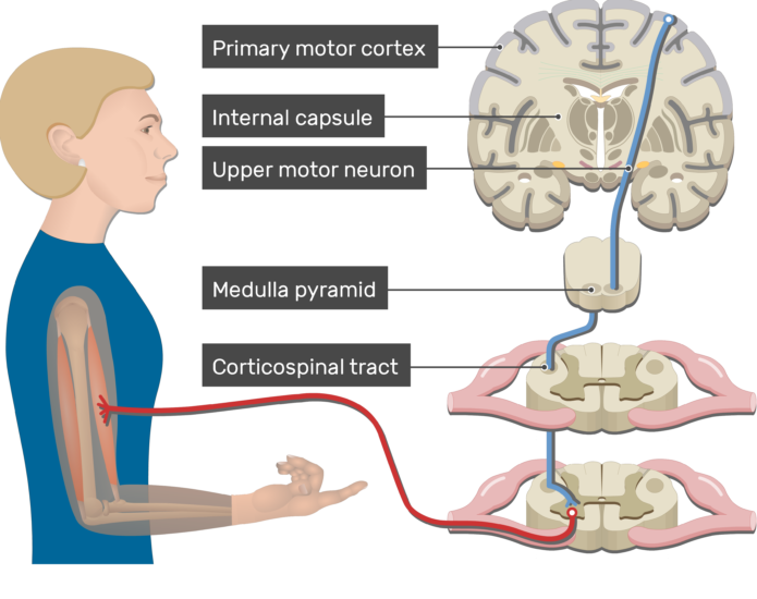 Pyramidal tract: anatomy and interactive diagram | GetBodySmart