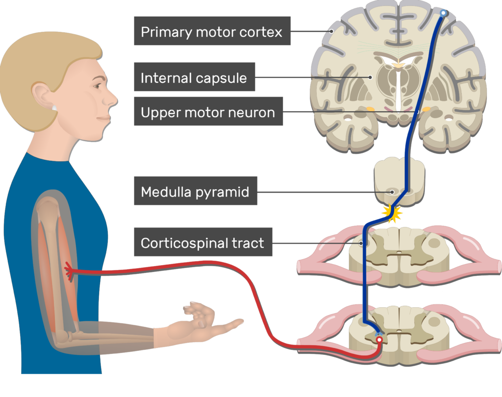 Lateral Corticospinal Tract Pathway