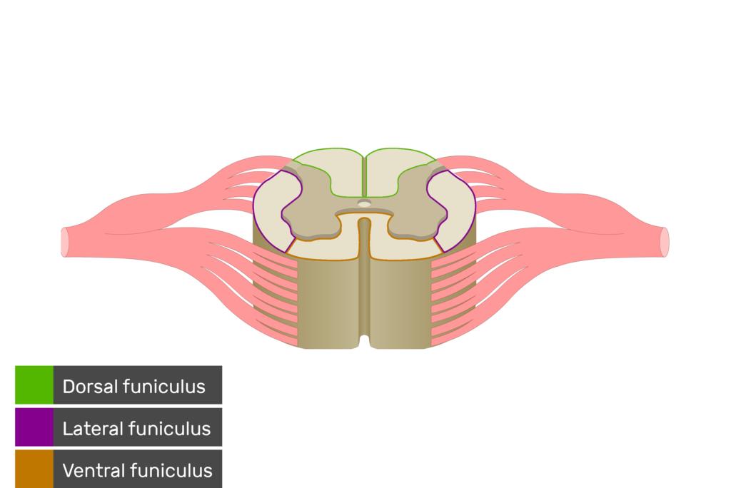 Spinal Cord White Matter - Anatomy & Functions | GetBodySmart