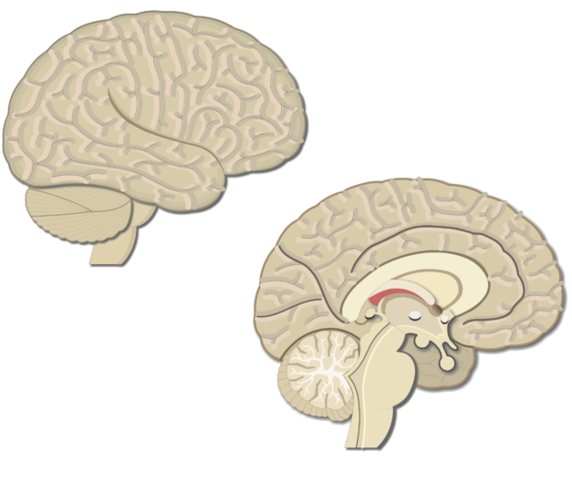Visual cortex: location, types and functions | GetBodySmart
