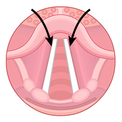 Glottis - Structure & Function | GetBodySmart