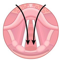 Glottis - Structure & Function | GetBodySmart