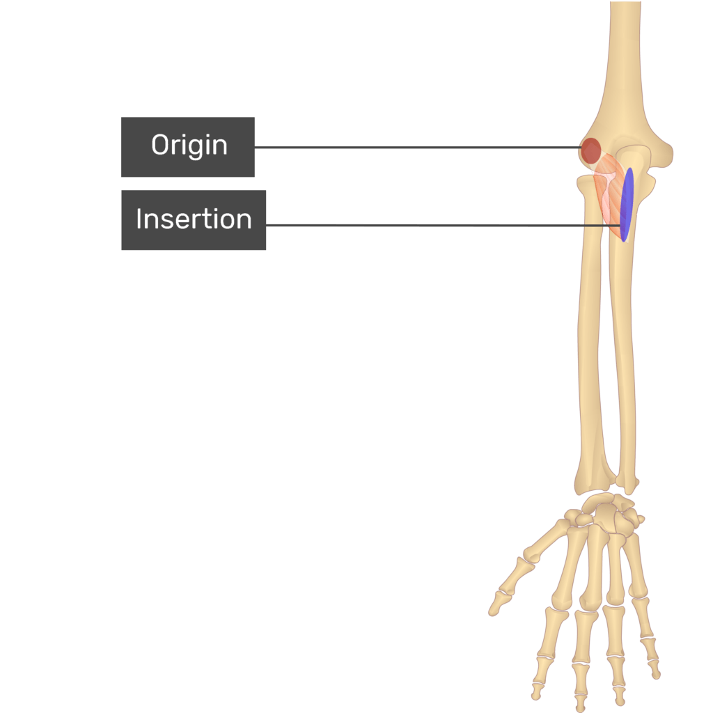 Anconeus Muscle - Attachments, Action & Innervation | GetBodySmart