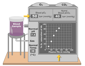 Oxygen-Hemoglobin Dissociation Curve | How pH, CO and CO2 Affect it ...