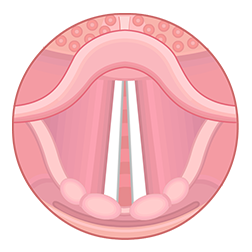 Glottis - Structure & Function | GetBodySmart