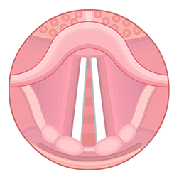 Glottis - Structure & Function | GetBodySmart