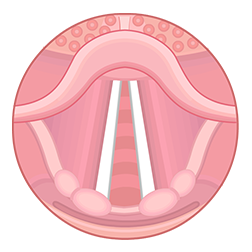 Glottis - Structure & Function | GetBodySmart