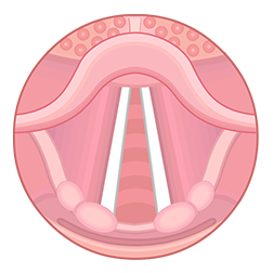 Glottis - Structure & Function | GetBodySmart