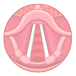 Glottis - Structure & Function | GetBodySmart