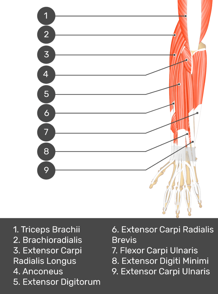 Anconeus Origin And Insertion