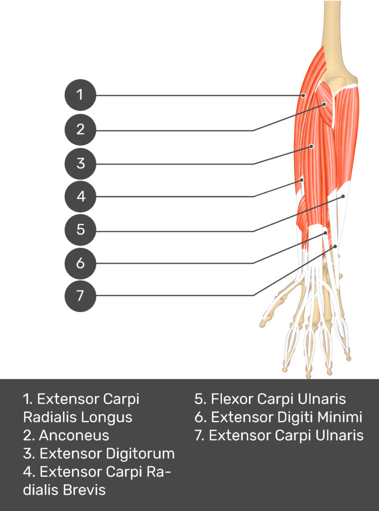 Deep Posterior Forearm Muscles Anatomy And Function Kenhub