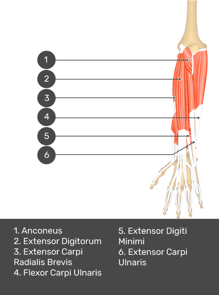 Anconeus Muscle - Attachments, Action & Innervation | GetBodySmart