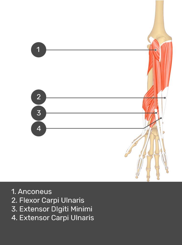 Anconeus Muscle - Attachments, Action & Innervation | GetBodySmart