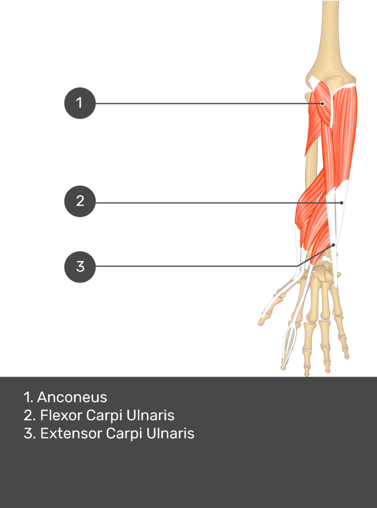 Anconeus Muscle - Attachments, Action & Innervation | GetBodySmart