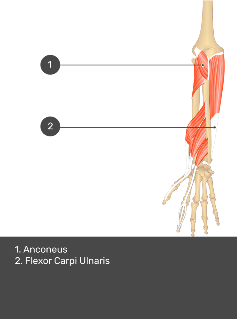 Anconeus Muscle - Attachments, Action & Innervation | GetBodySmart