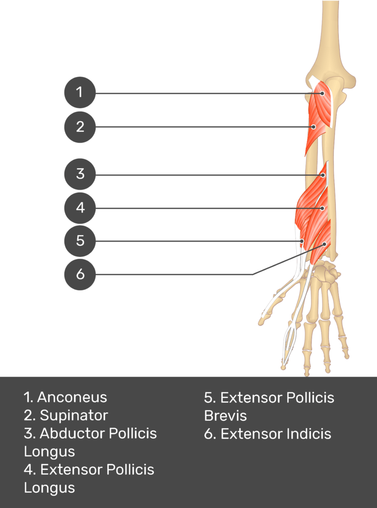 Anconeus And Supinator