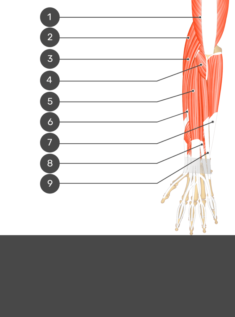 Anconeus Muscle - Attachments, Action & Innervation | GetBodySmart