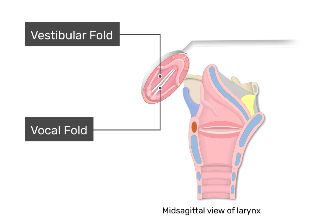 Mid Sagittal View Of Larynx