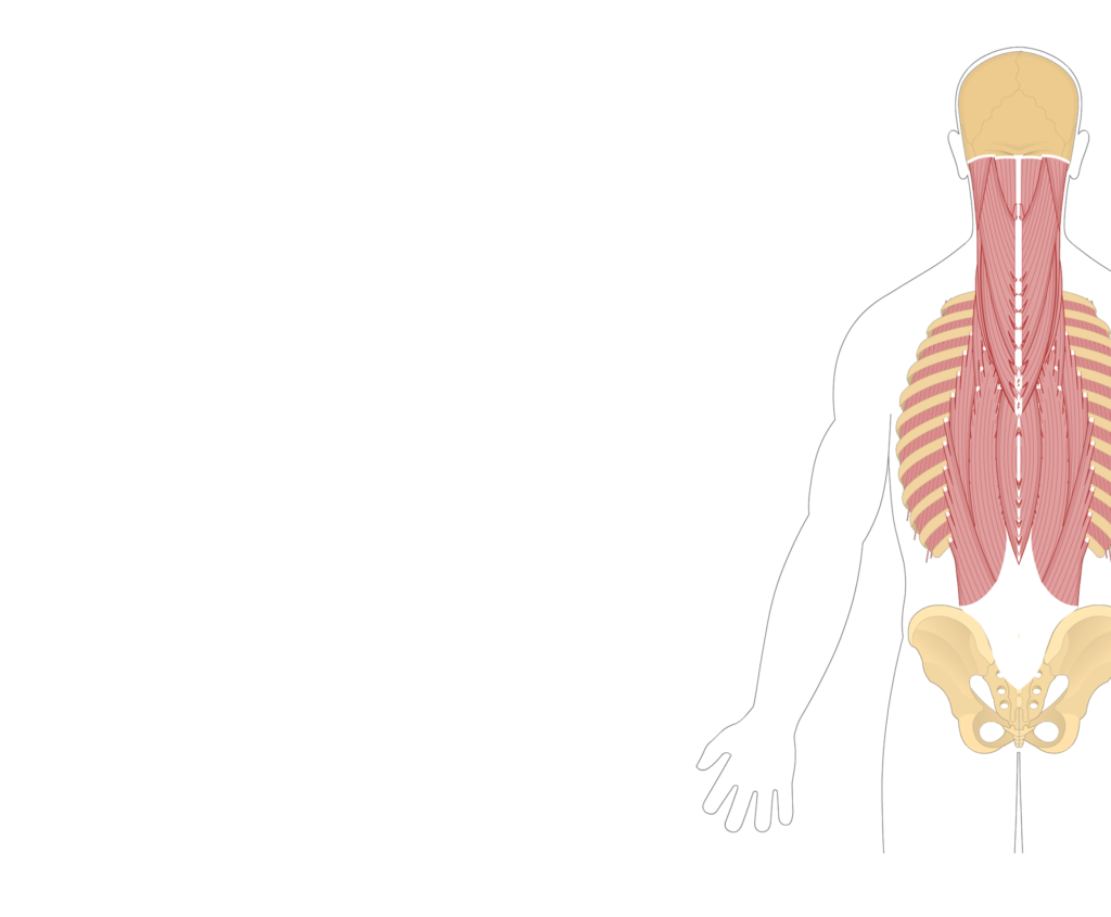 Iliocostalis lumborum muscle: origin, insertion and action | GetBodySmart