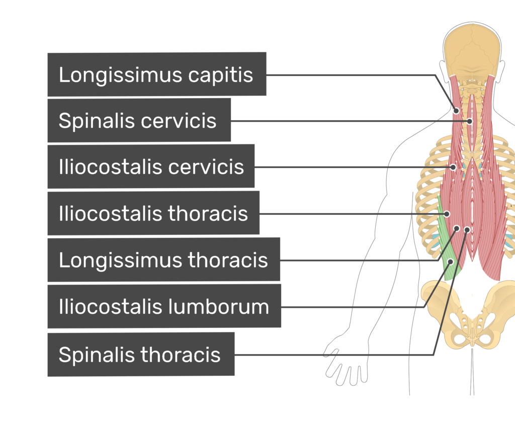 Iliocostalis lumborum muscle: origin, insertion and action | GetBodySmart