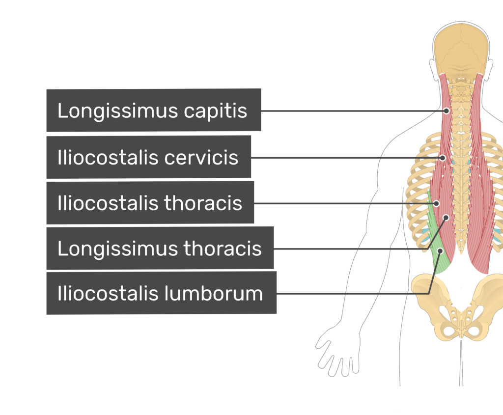Iliocostalis lumborum muscle: origin, insertion and action | GetBodySmart