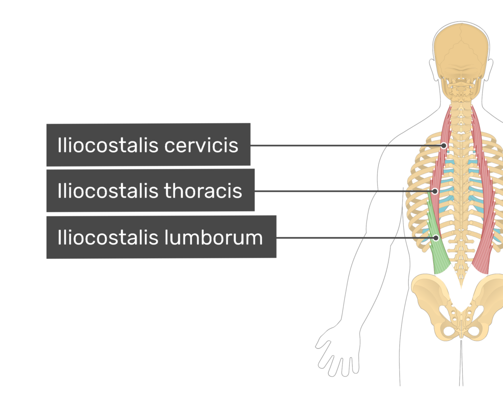 Iliocostalis lumborum muscle: origin, insertion and action | GetBodySmart