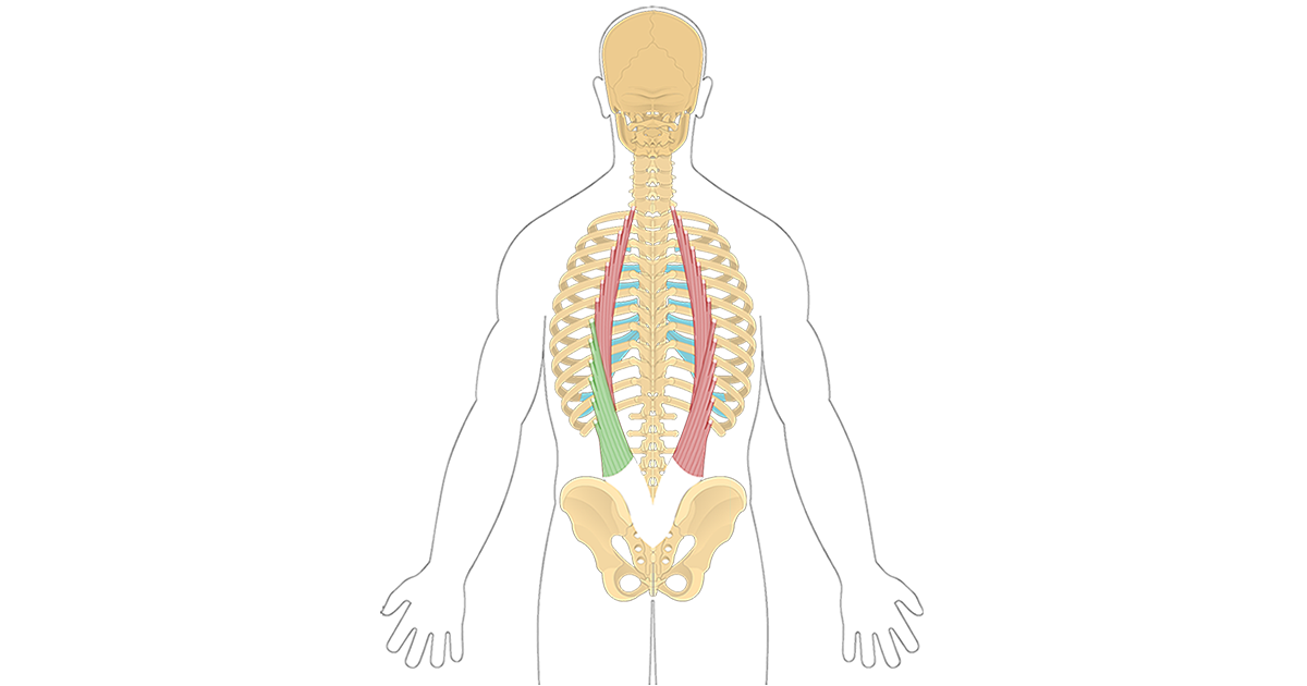 Iliocostalis lumborum muscle: origin, insertion and action | GetBodySmart