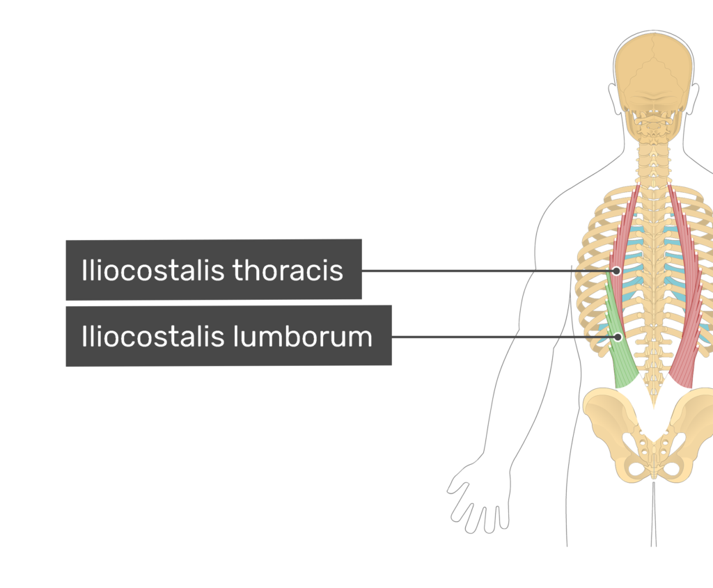 Iliocostalis lumborum muscle: origin, insertion and action | GetBodySmart