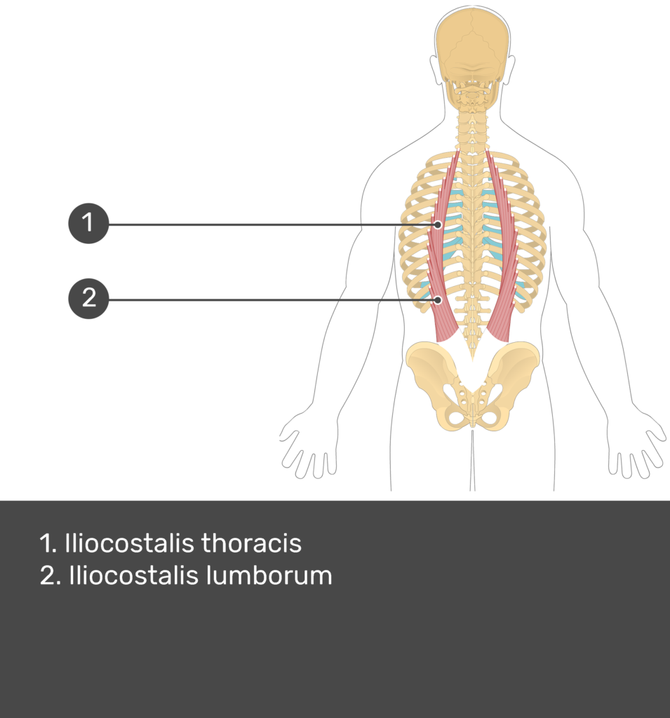 Iliocostalis thoracis muscle: origin, insertion and action | GetBodySmart