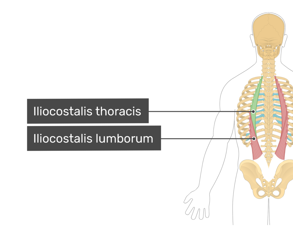 Iliocostalis thoracis muscle: origin, insertion and action | GetBodySmart
