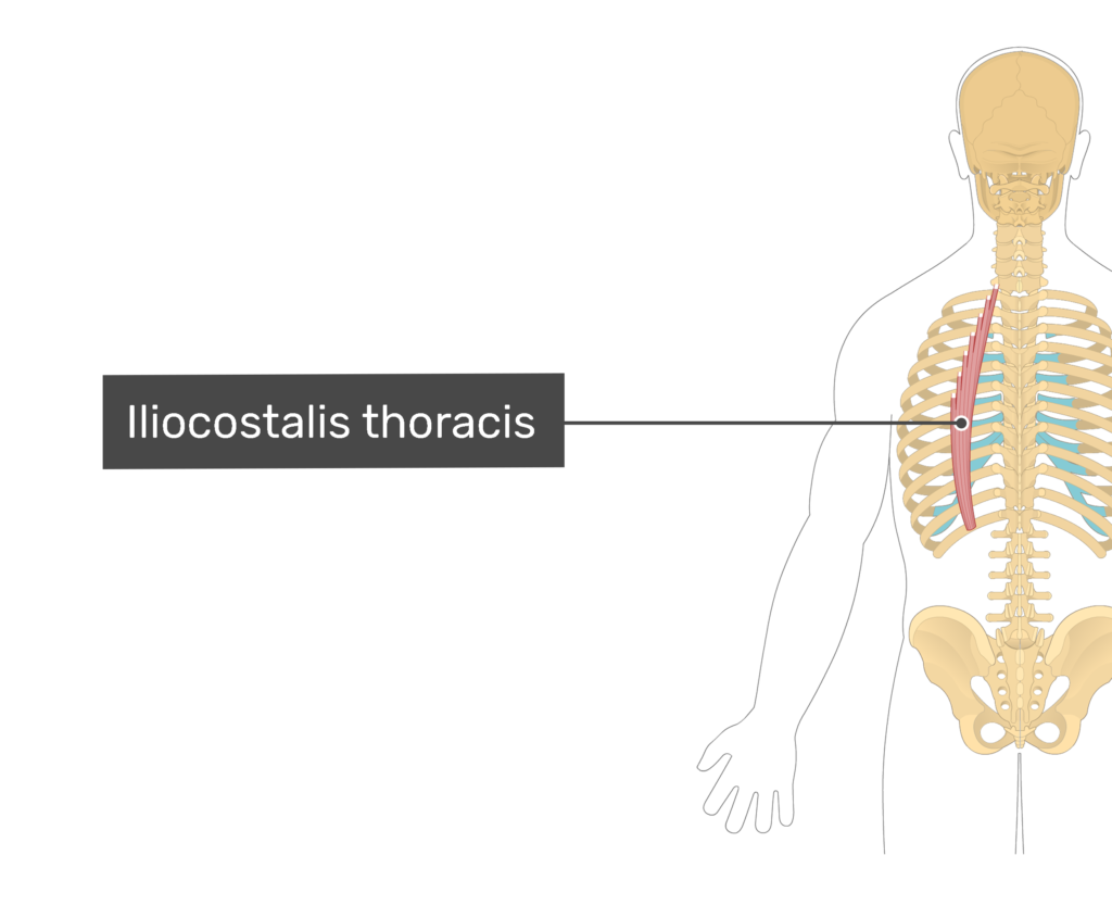 Iliocostalis thoracis muscle: origin, insertion and action | GetBodySmart