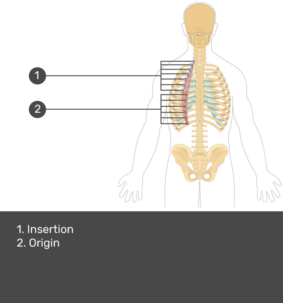 Iliocostalis thoracis muscle: origin, insertion and action | GetBodySmart