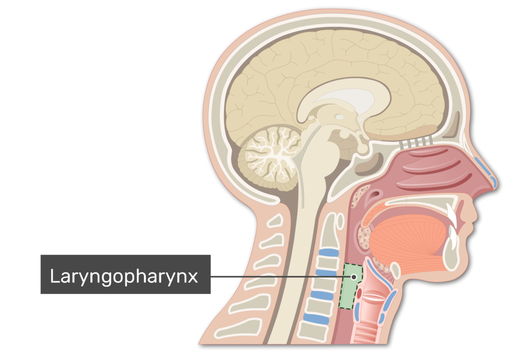Anatomy and regions of the pharynx | GetBodySmart