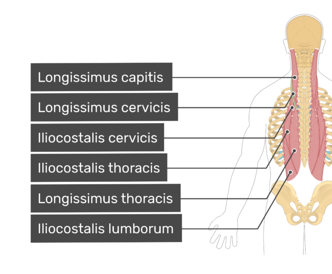 Longissimus Cervicis Muscle | GetBodySmart