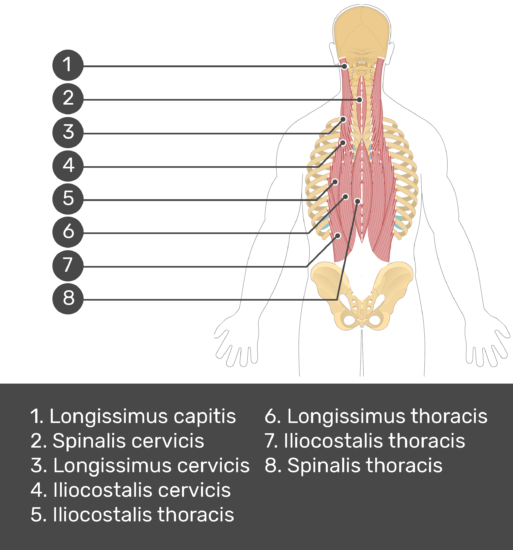Longissimus Cervicis Muscle | GetBodySmart