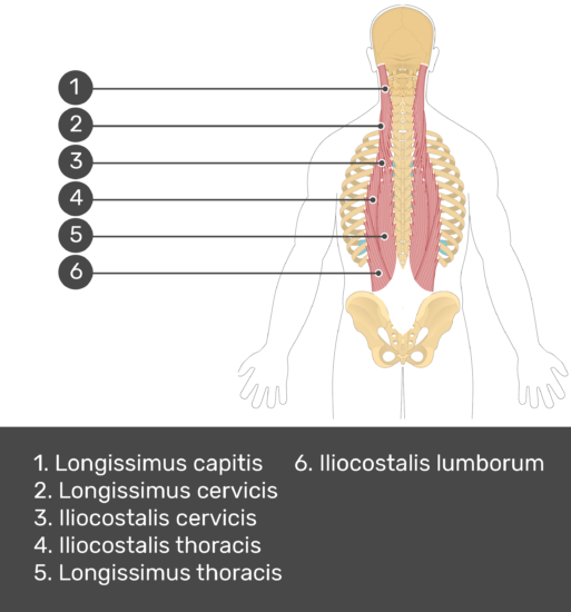 Longissimus Cervicis Muscle | GetBodySmart