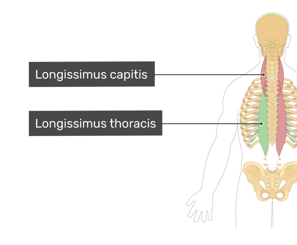 Longissimus Muscle