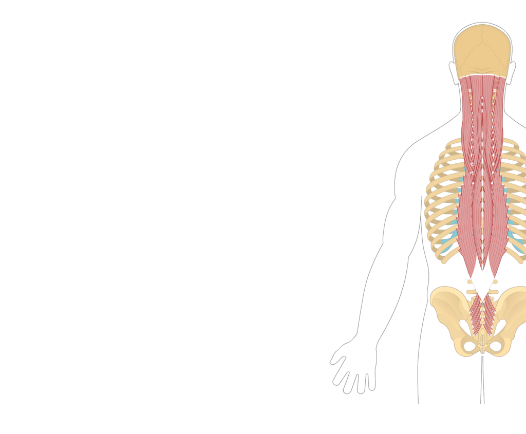 Multifidus muscle: origin, insertion and action | GetBodySmart
