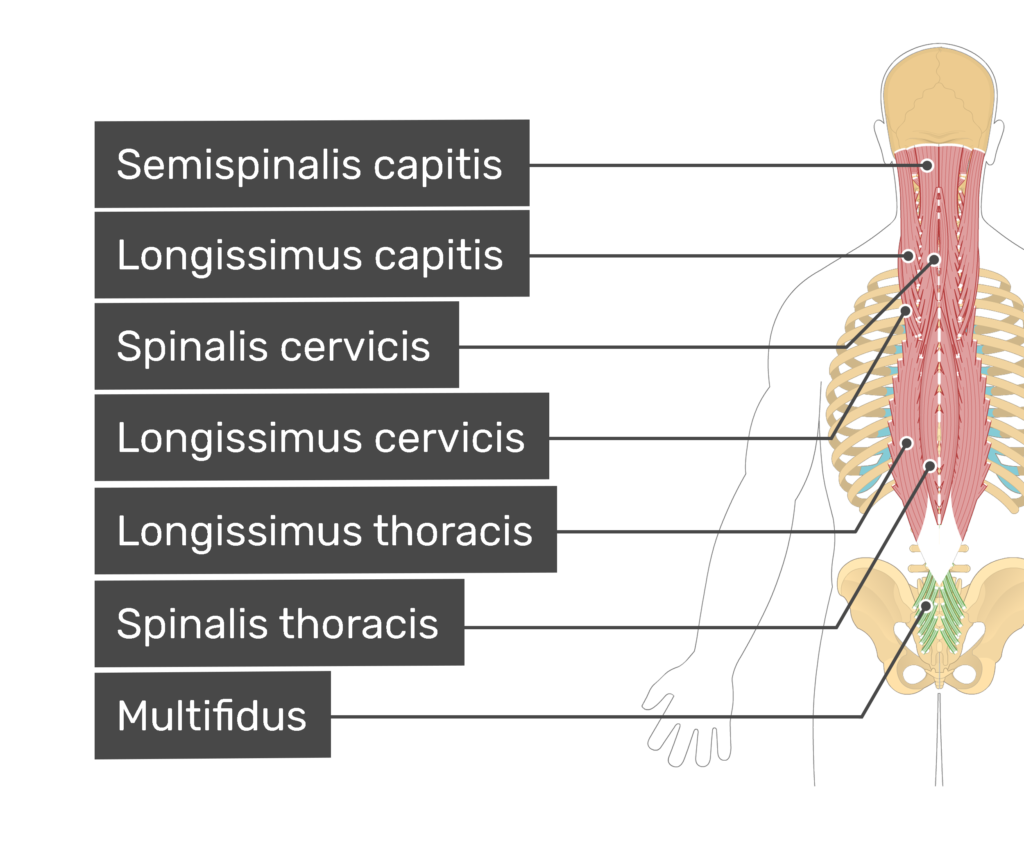 Multifidus Muscle Origin Insertion And Action GetBodySmart multifidus-muscle-origin-insertion-and-action-getbodysmart